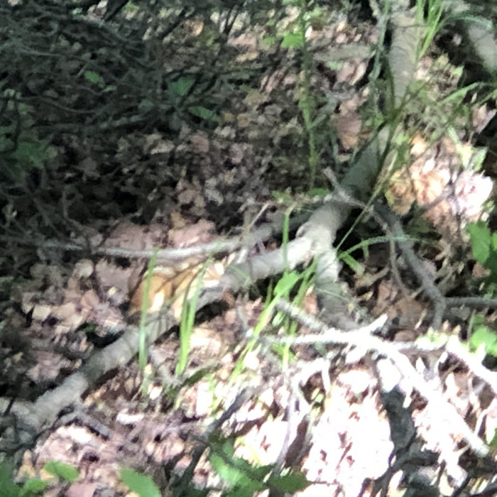 DJ Evil Pasta | DJ Free Trial | Animus the Fox