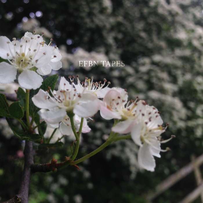 EFBN TAPES | From Indian Lakes