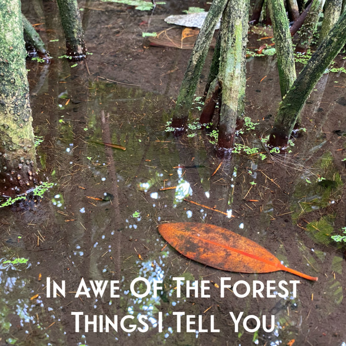 In Awe Of The Forest | Things I Tell You