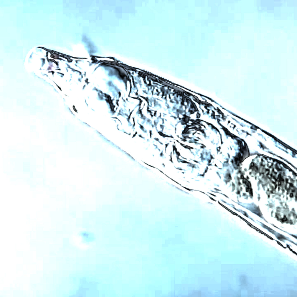 Allegretto | Pascal Bertram