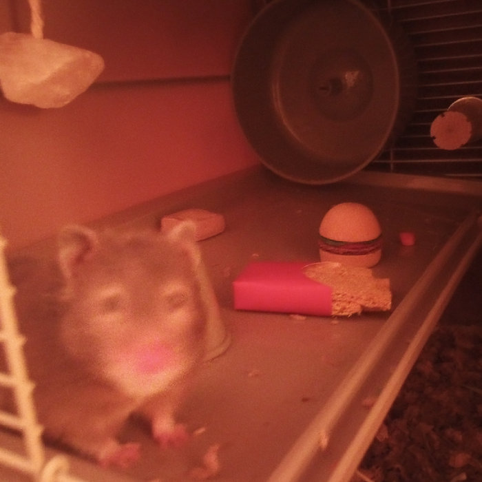 back home | FLORAL FLOWERS | Tangelo Mantis