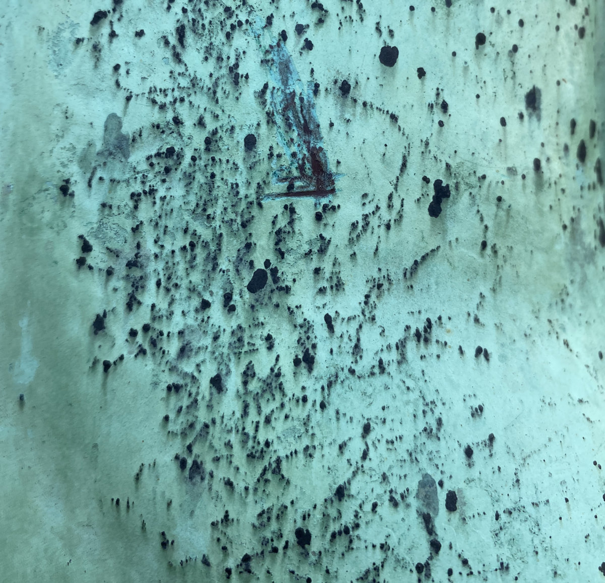 whatever, flower | Colin Cheney