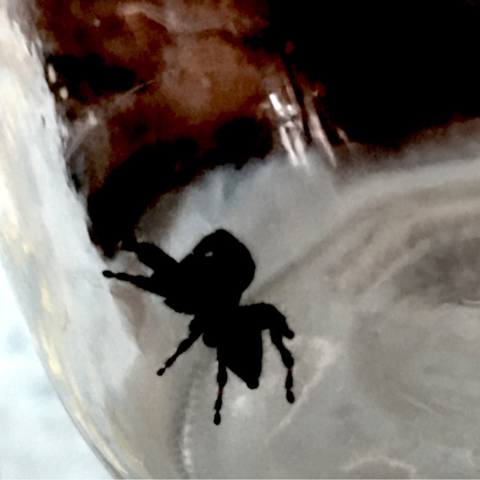 Shrunken Dimensions | Dettermeine