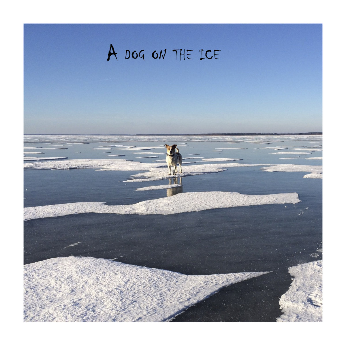 A dog on the ice | Johnka