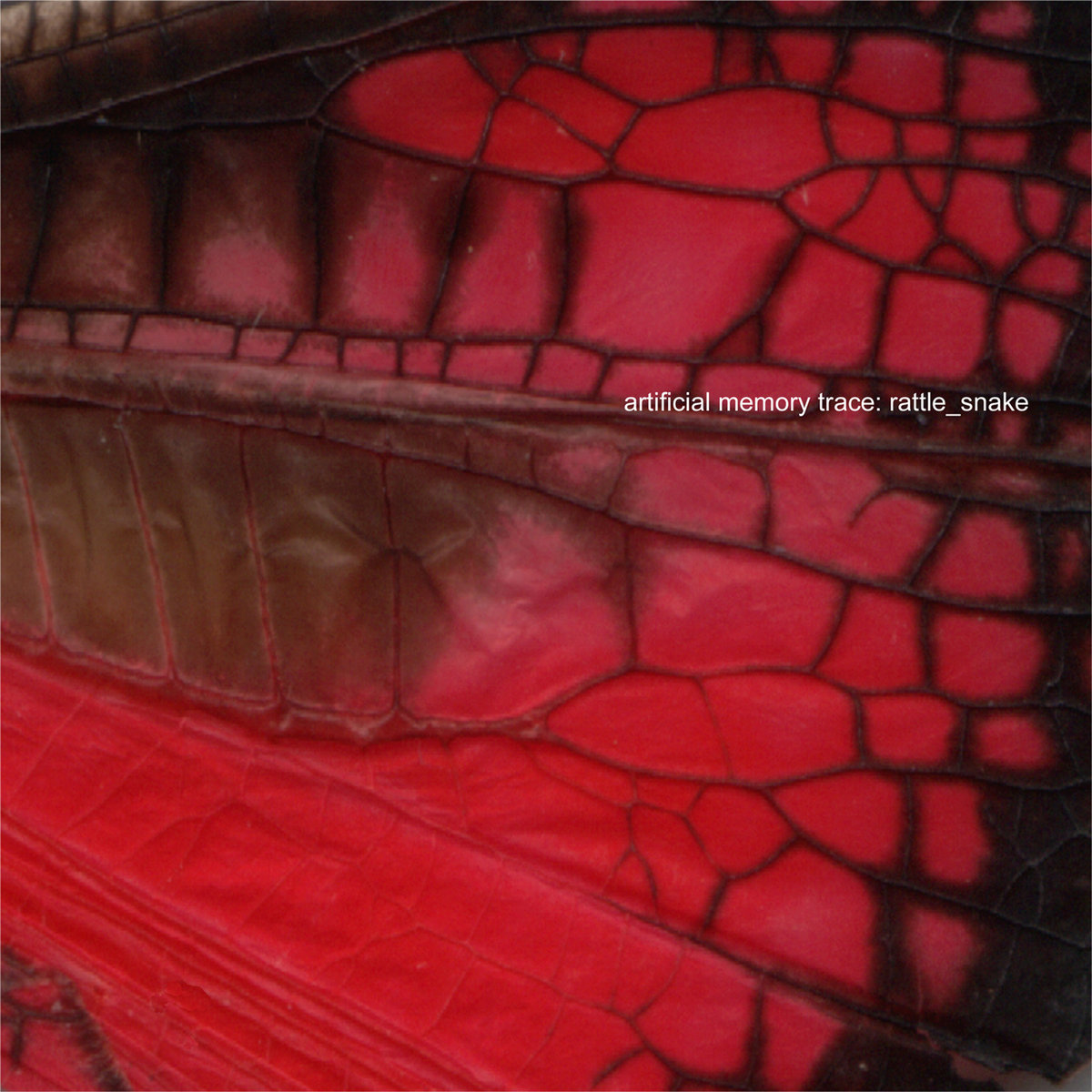 Rattlesnake | Artificial Memory Trace