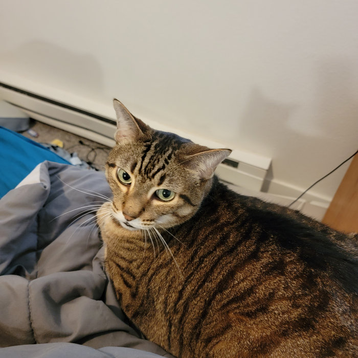 Mr. McCow | Mr. McCow