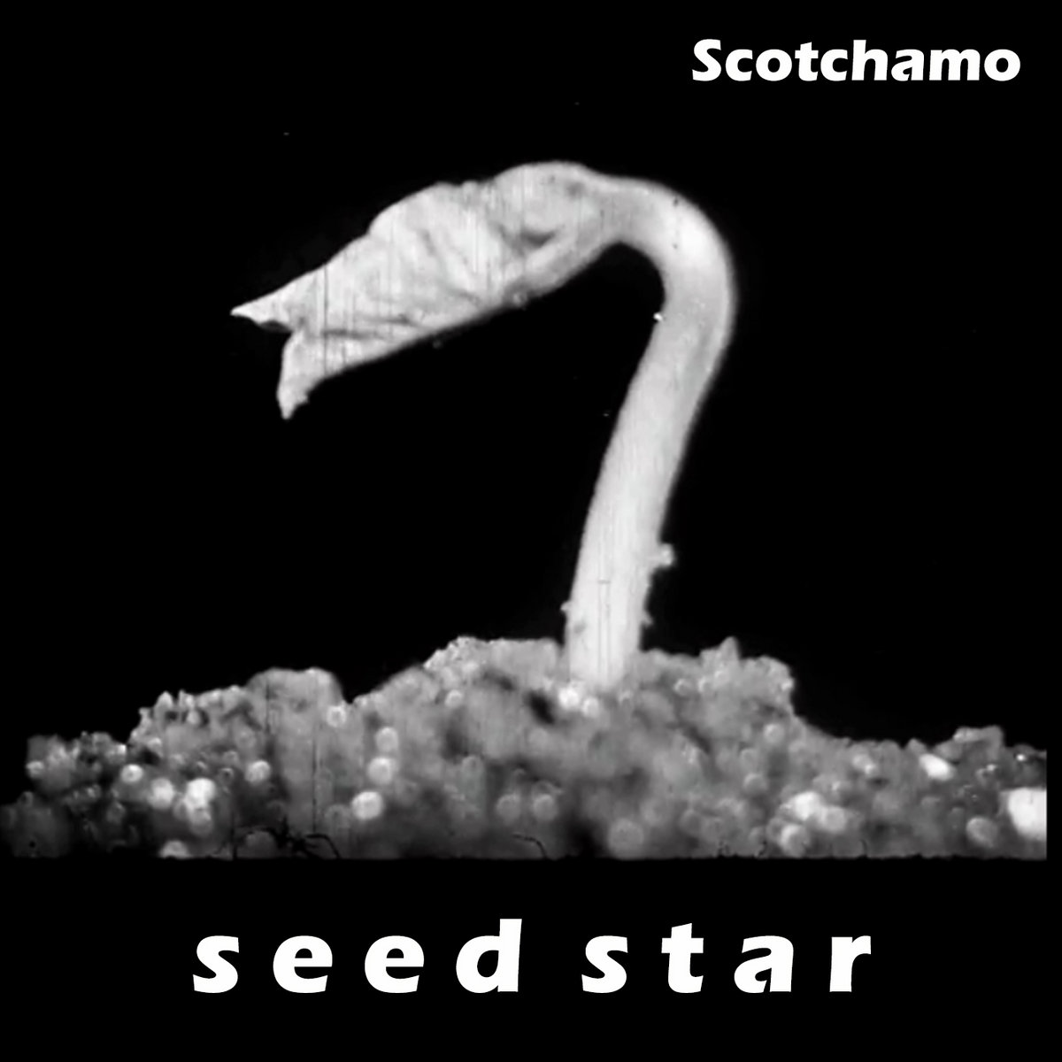 Seed Star | Scotchamo | Junkabilly Studios