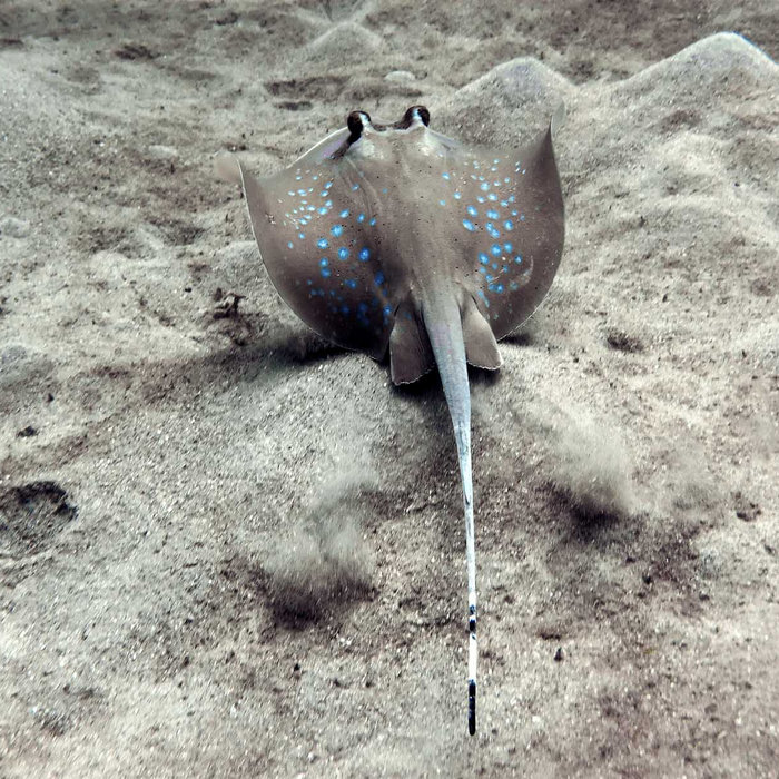 Stingray Kootchie ft. Black Pepper | MC Hurricane