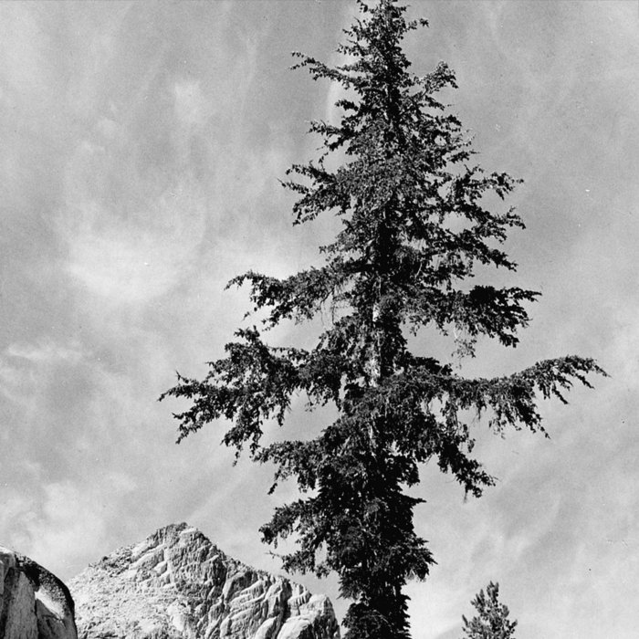 Fast Decay | Tepid Jafar