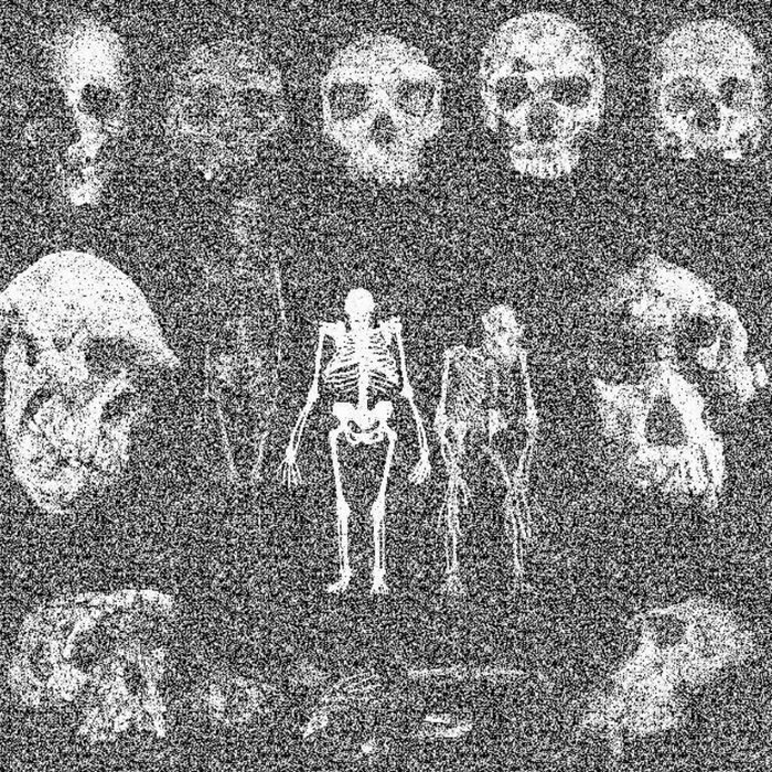 Mammalian | Ramapithecus