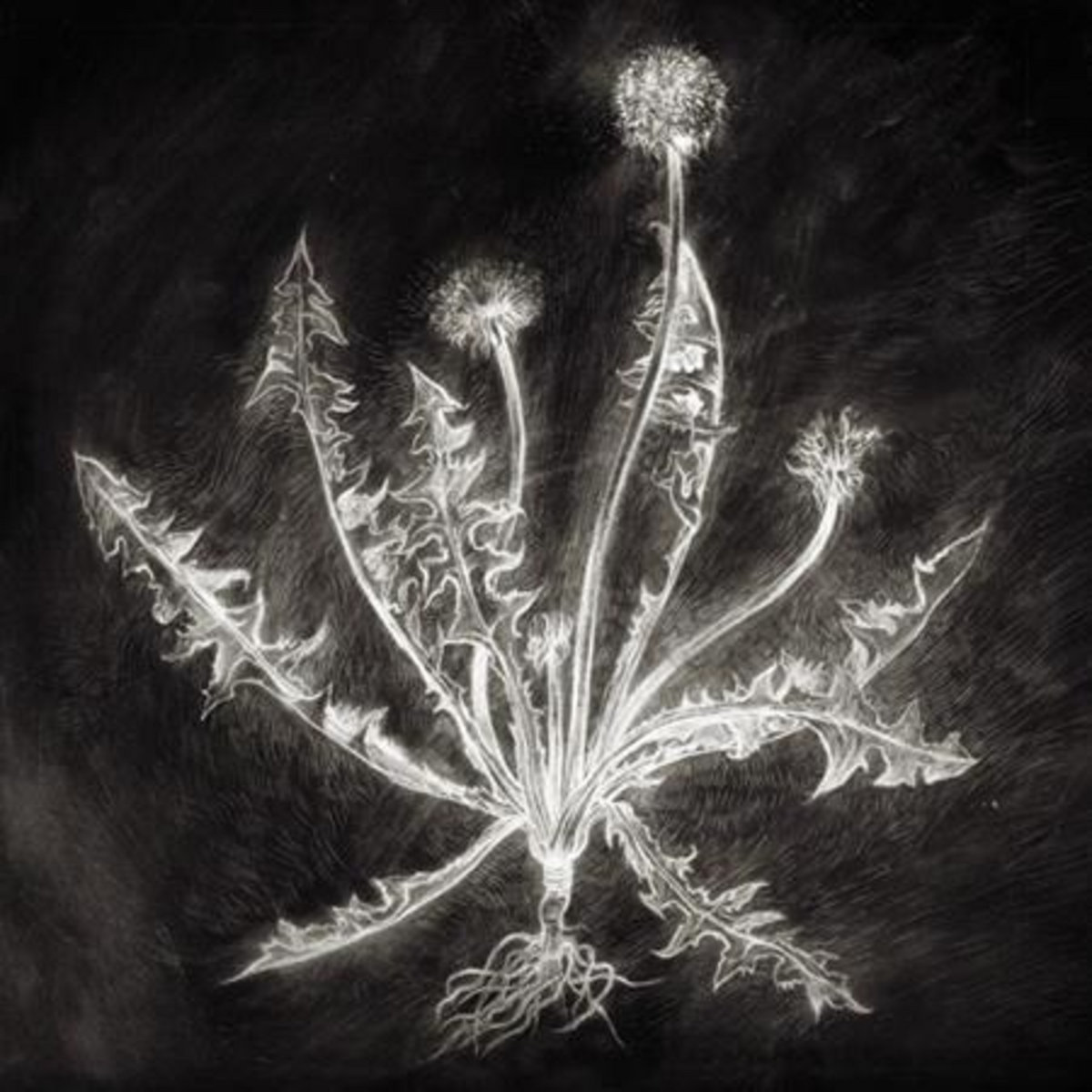 Dandelion | Scott Tuma