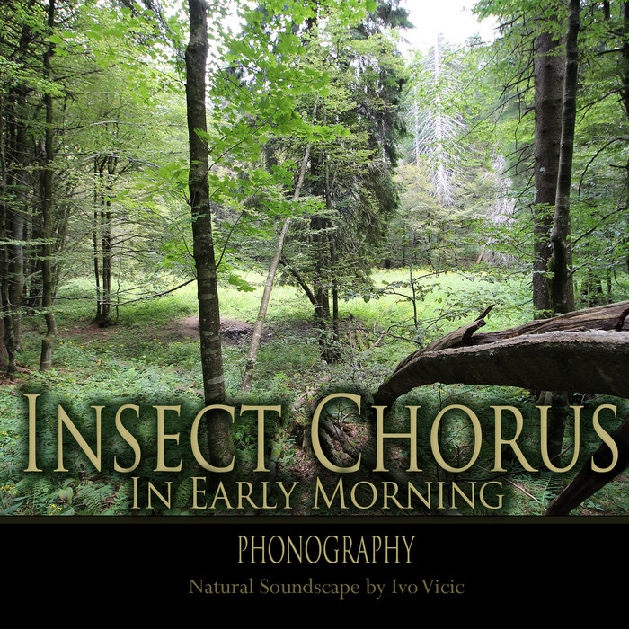 Insect Chorus in Early Morning | Ivo Vicic