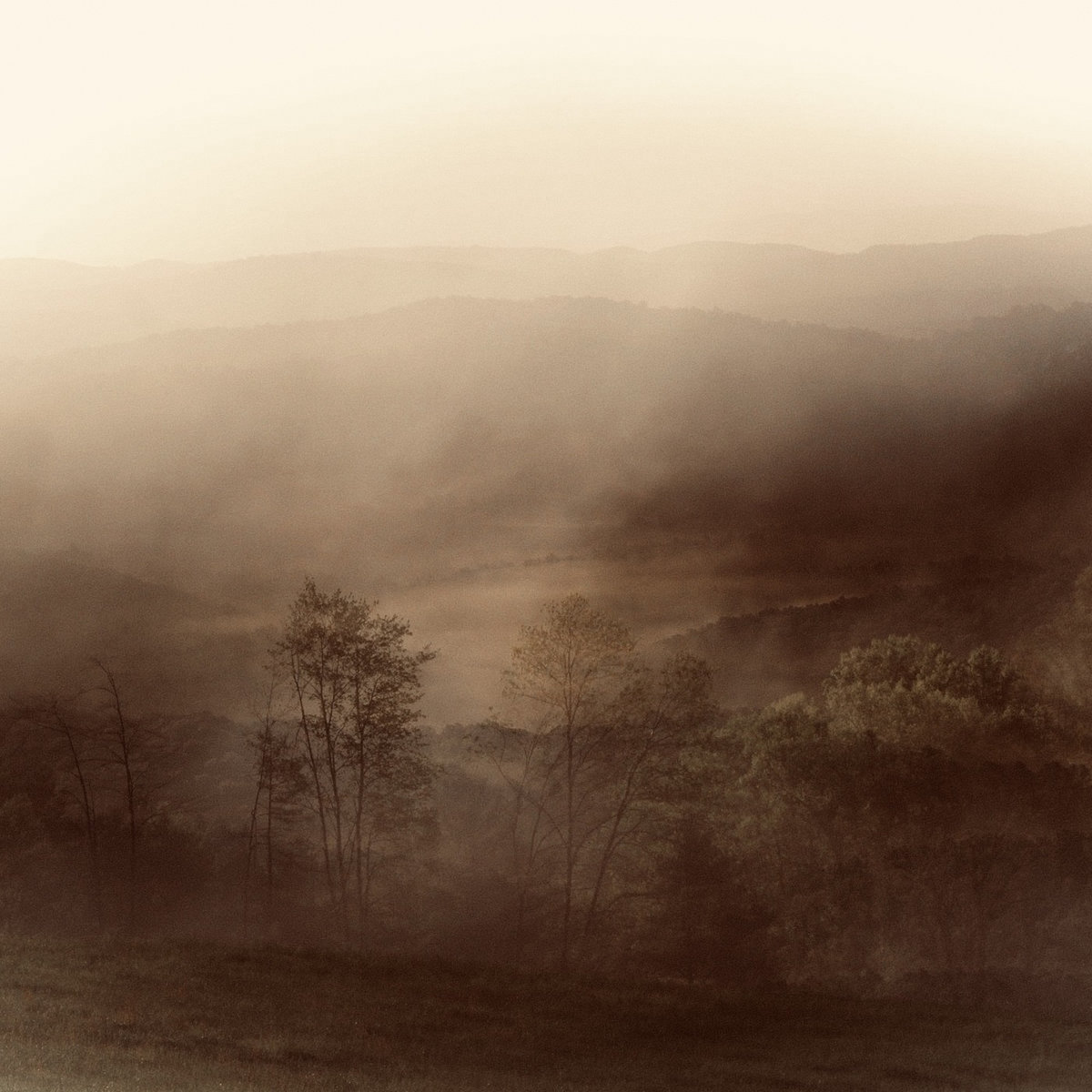 Holler | Oak and Ivy