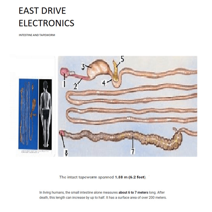 INTESTINE AND TAPEWORM | EAST DRIVE ELECTRONICS