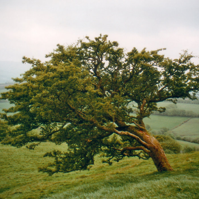 Rowan Tree | Gill Sandell