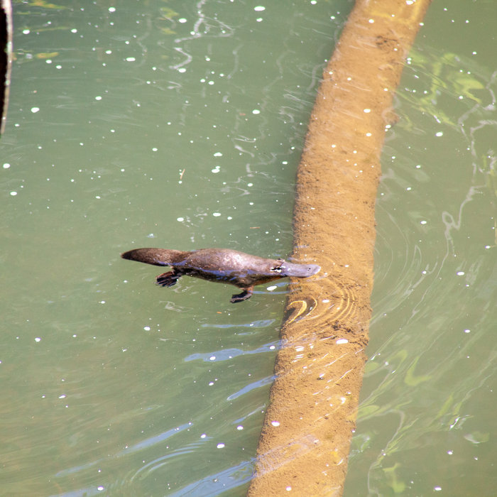 Platypus Play | Fiona Johnson