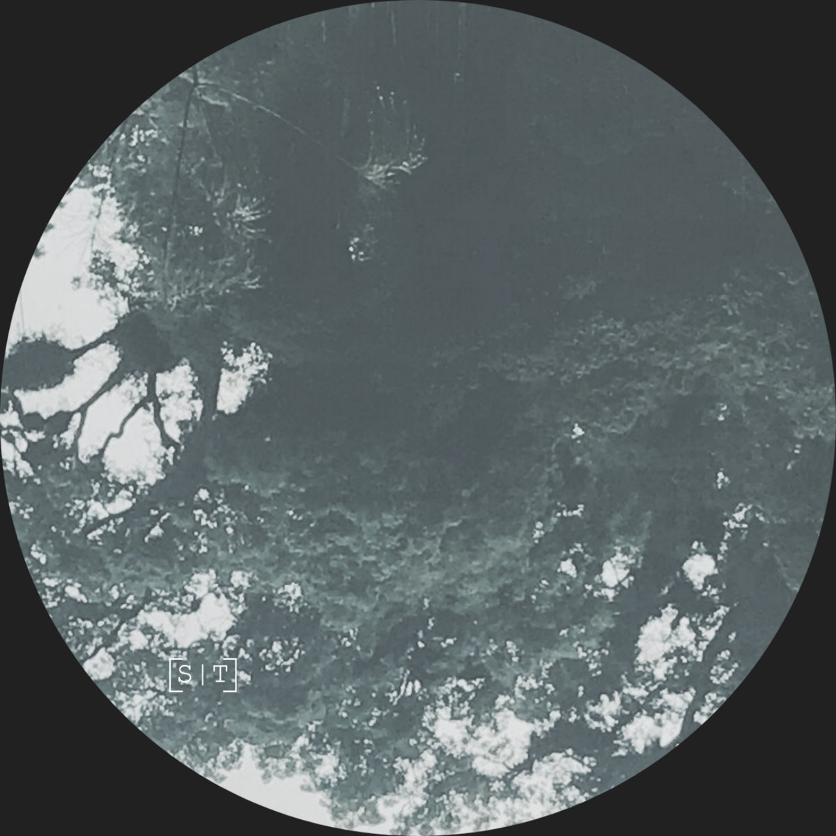 Aucuba Replica - Flora Odyssey (ST031) | Aucuba Replica | Secuencias ...