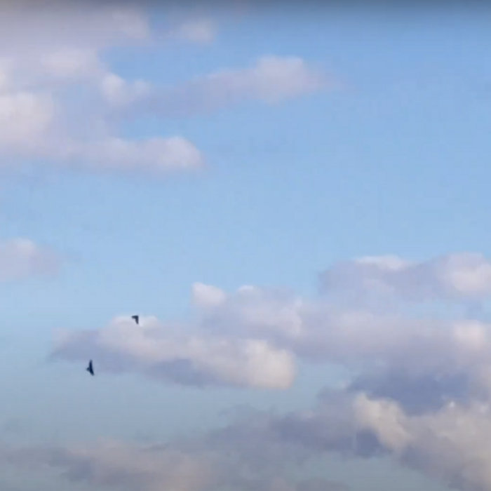 I spied a bird | Clara Gilly