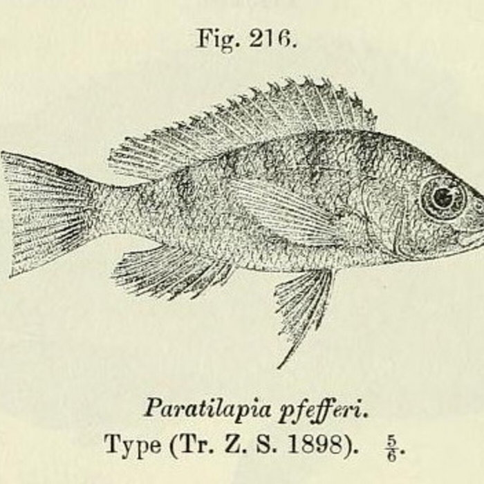 Gnathochromis pfefferi | Polarlicht | Wikimedia Commons
