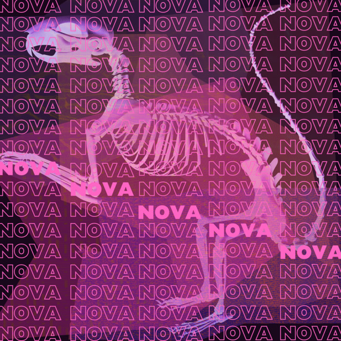 Sciurus Ossa | Sabrina Irvin