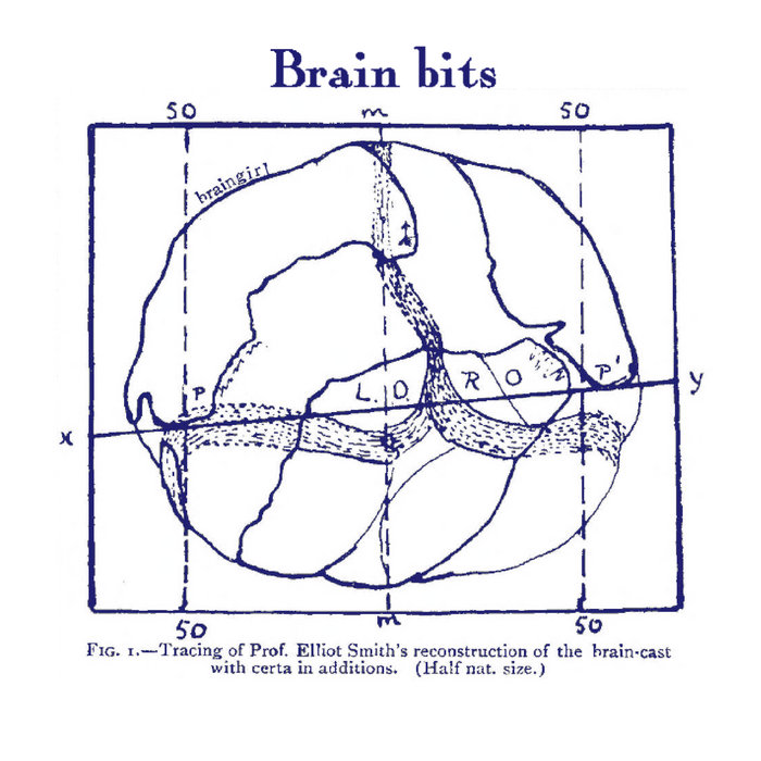 brain bits | braingirl