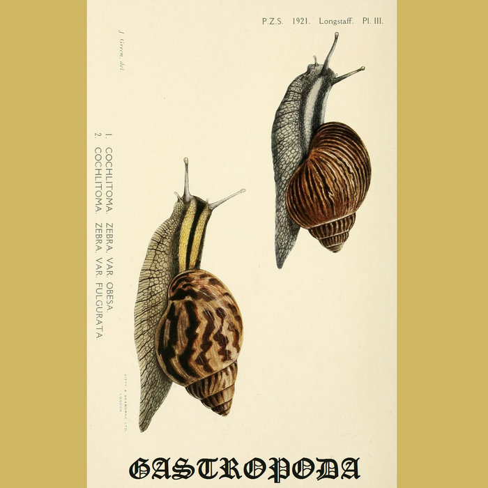 Gastropoda | Gastropoda