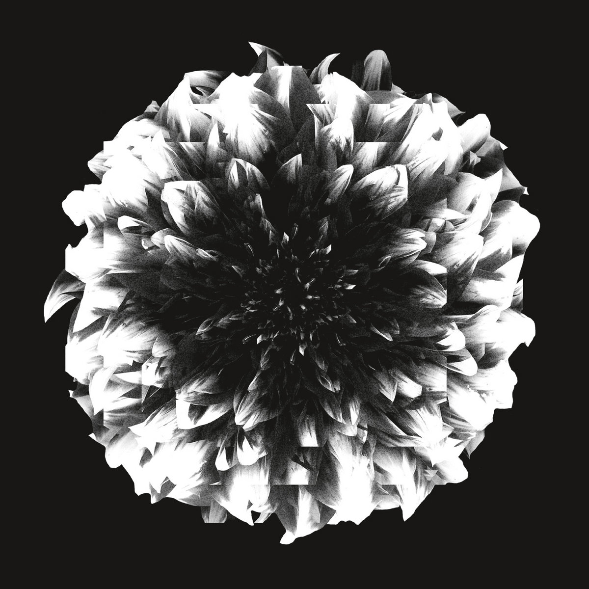 Black Dahlia | Markus Guentner