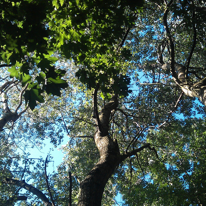 Cybernetic Forest Act 1 | Cybernetic Forest / OSC~