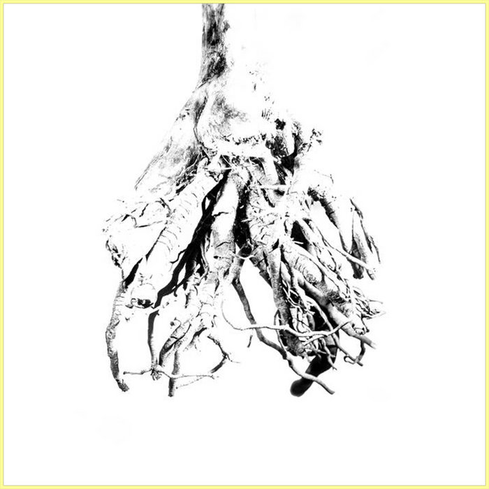 Ghost Guts / Locks & Dams | Ghost Guts