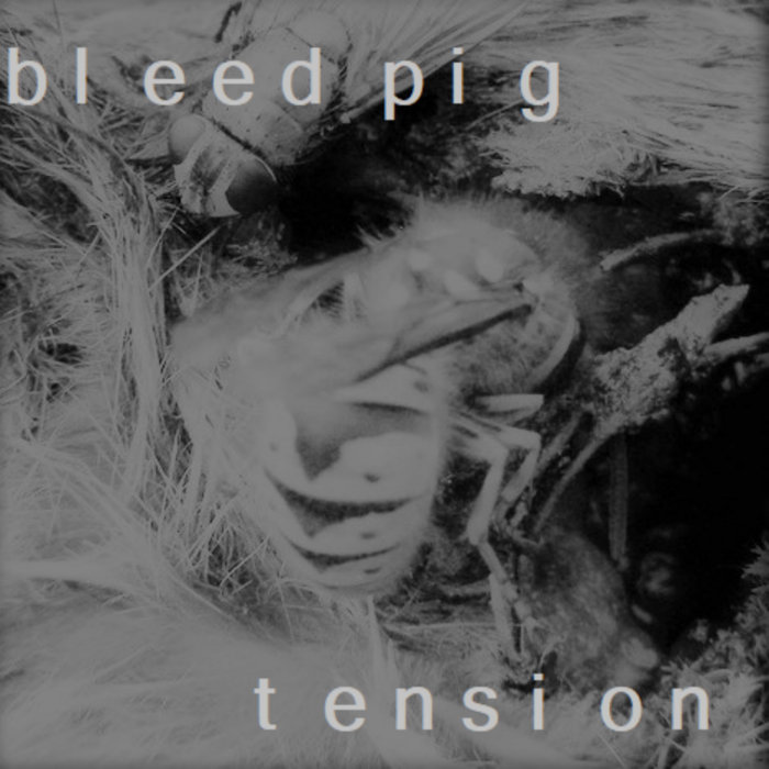 tension | bleed pig
