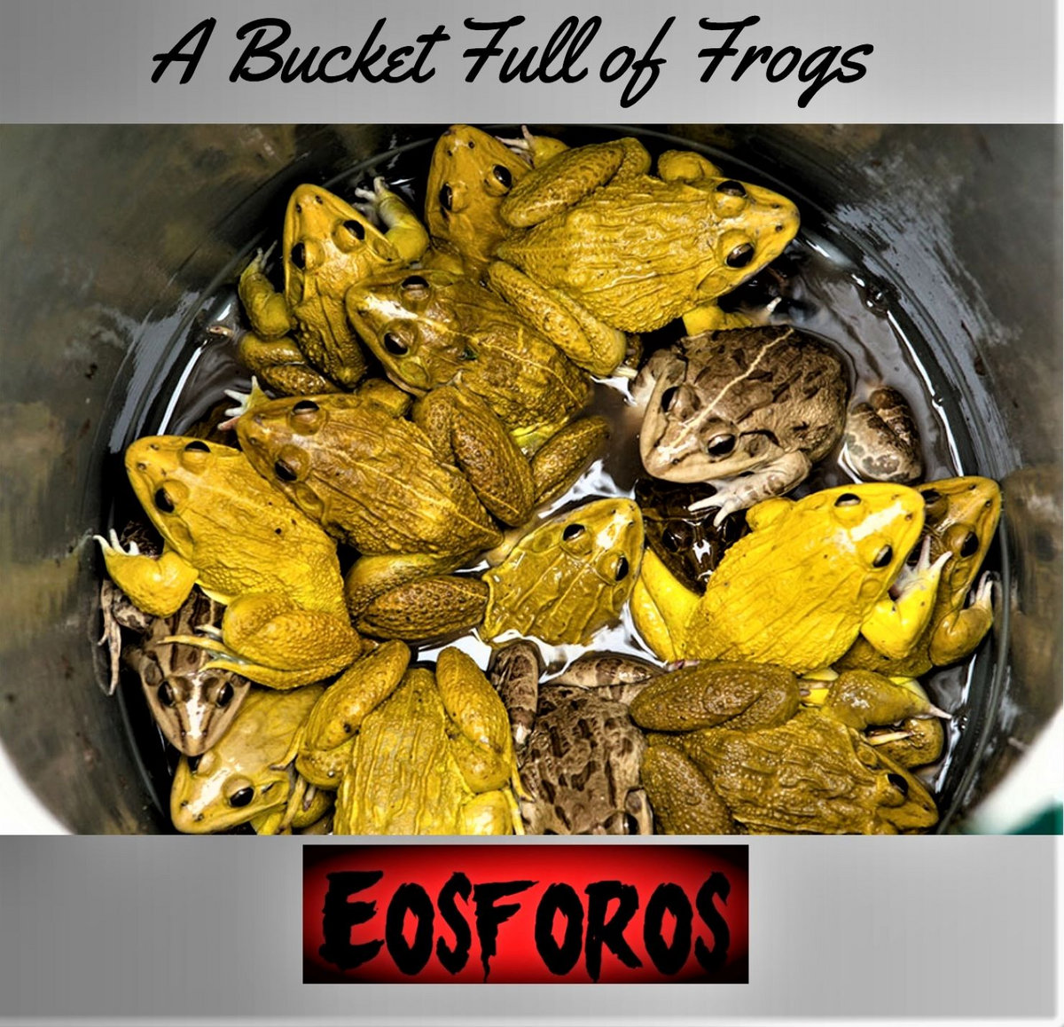 A Bucket Full of Frogs (compilation) | Eosforos