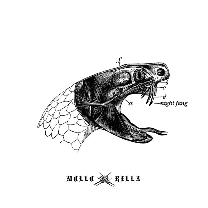 Night Fang | Mollo Rilla
