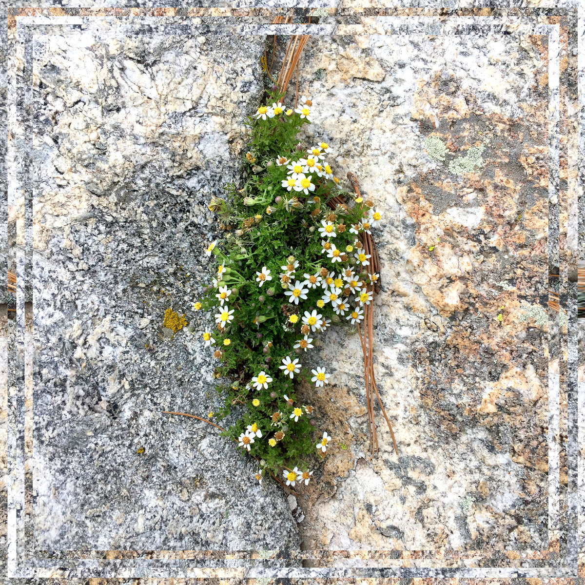 Wind, Bow & Key Arrangement No. 1 For The Sky Islands | Cecyl Ruehlen