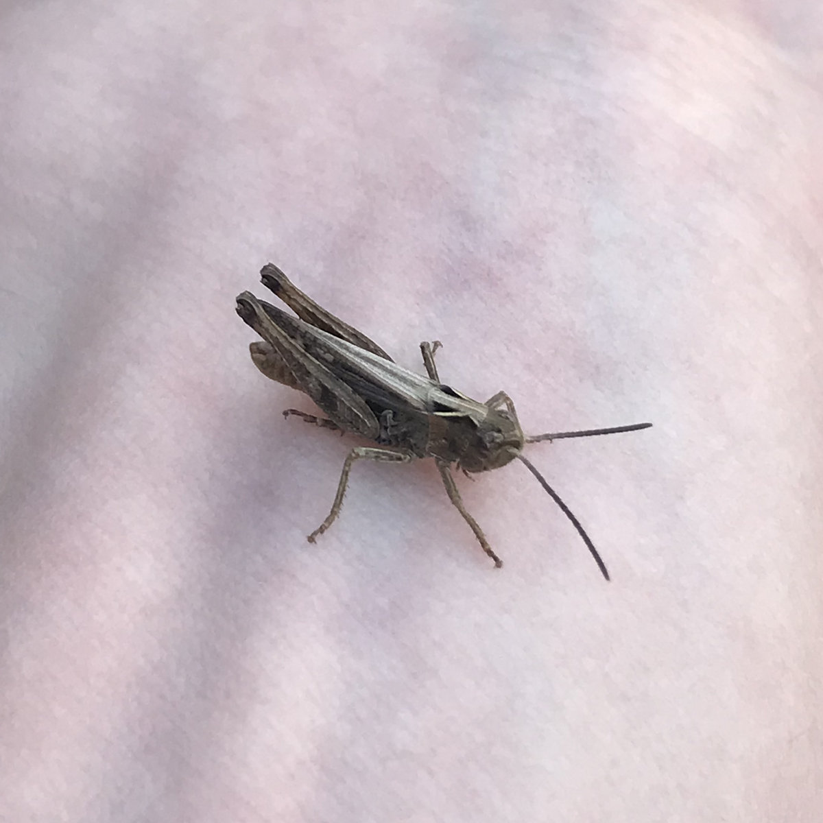 Cricket Reprise | Linus B.