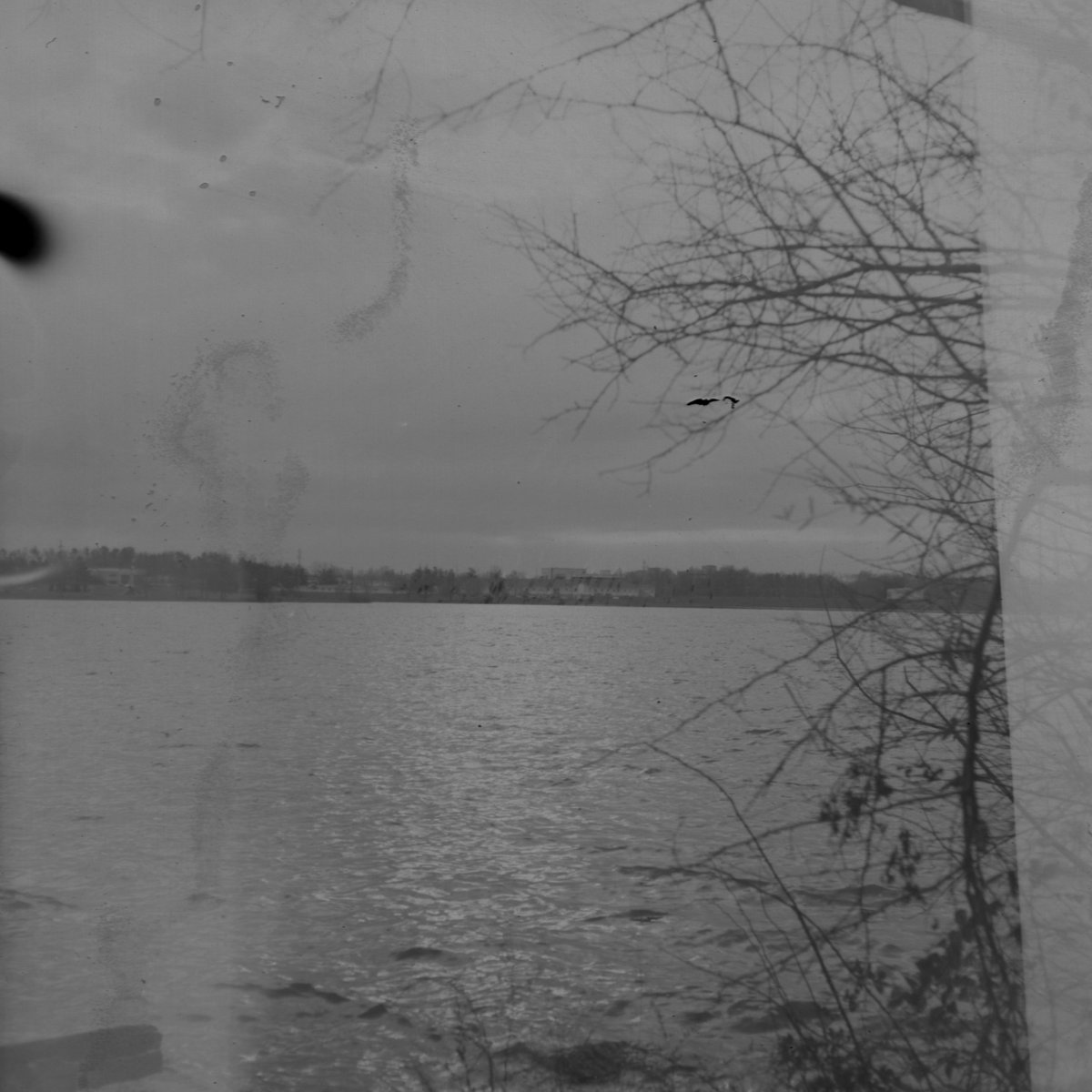 All The King's Horses | Maxwell Whitaker