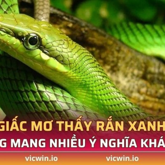 mo thay ran xanh la diem gi danh so gi de trung lon nam 2025 | VICWIN IO