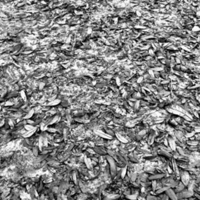 Grow | Lance Corbett