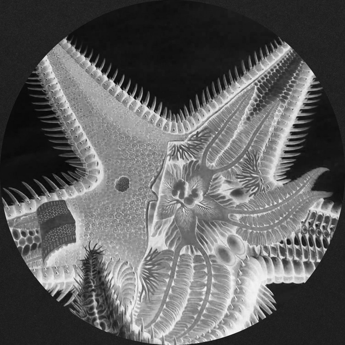 CNR036 | Carl Neuberg