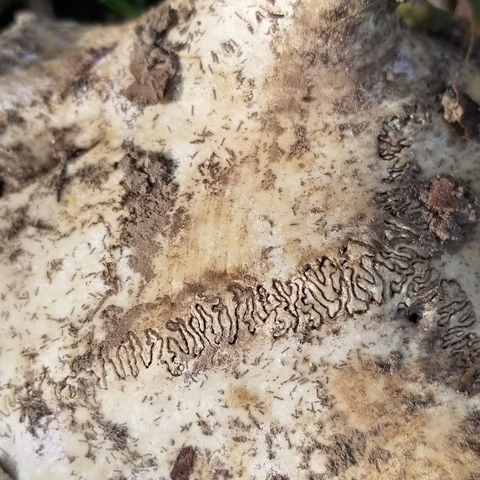 agnosis | cave weta