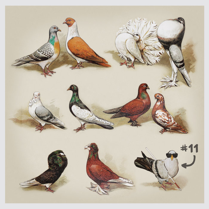 Compilation #11 | Blind Pigeon Records