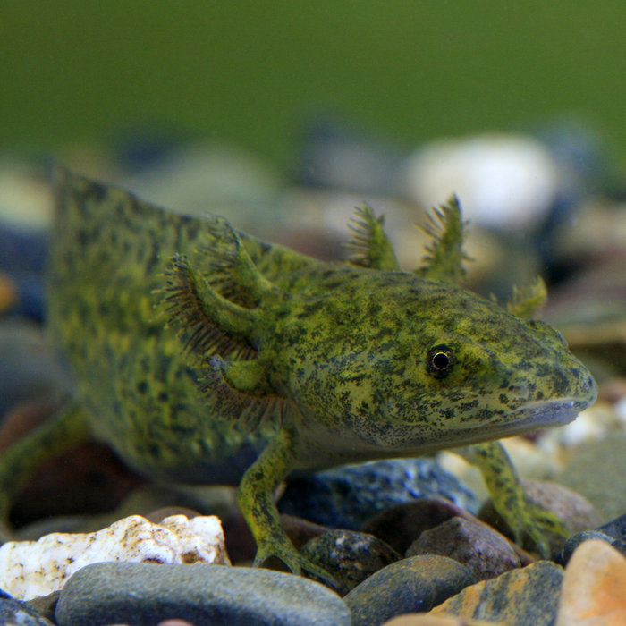 Sydney Brown | Axolotl