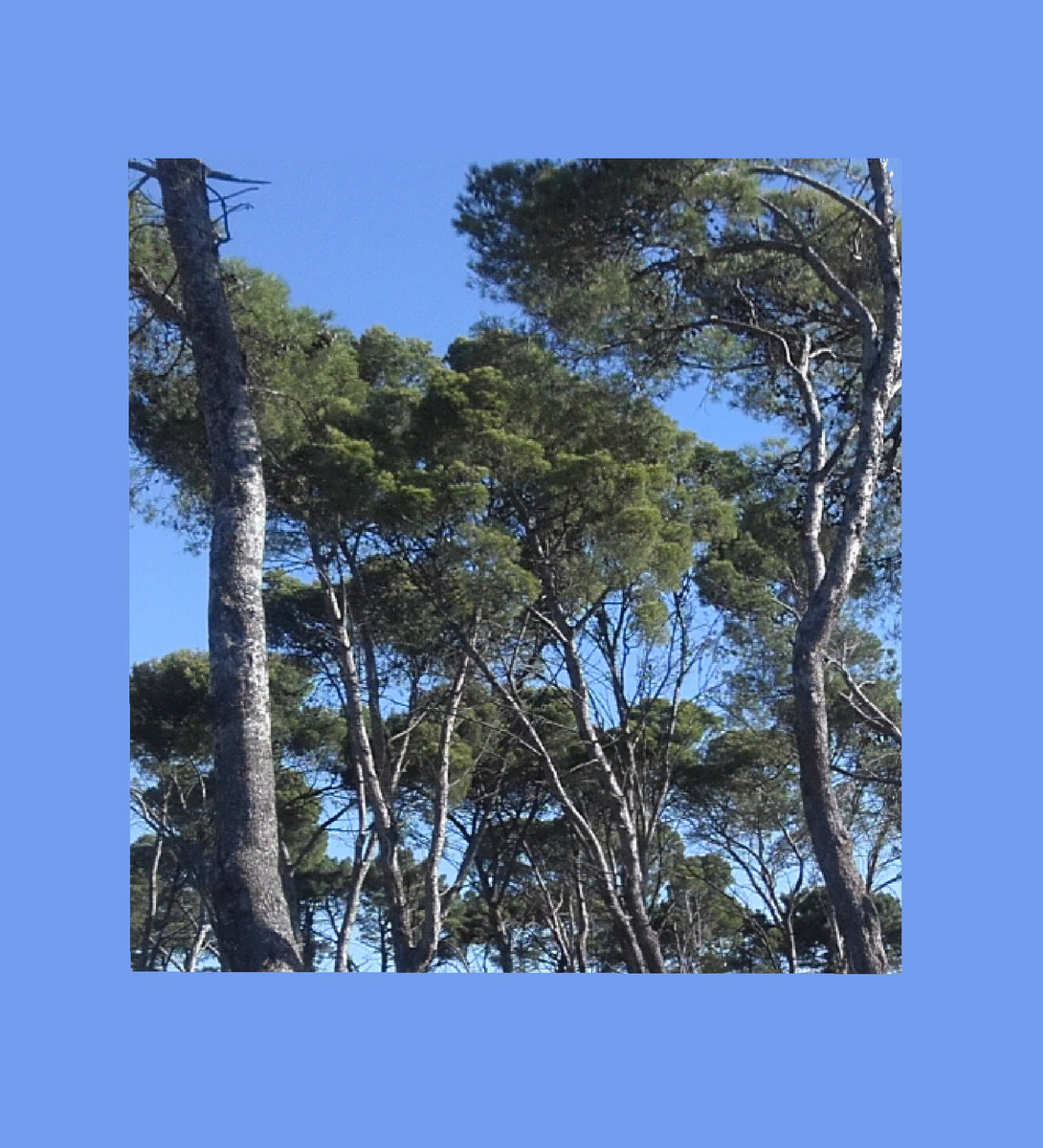 THE SAMPLER ZONE (Draft) | mmaacchhiinnee