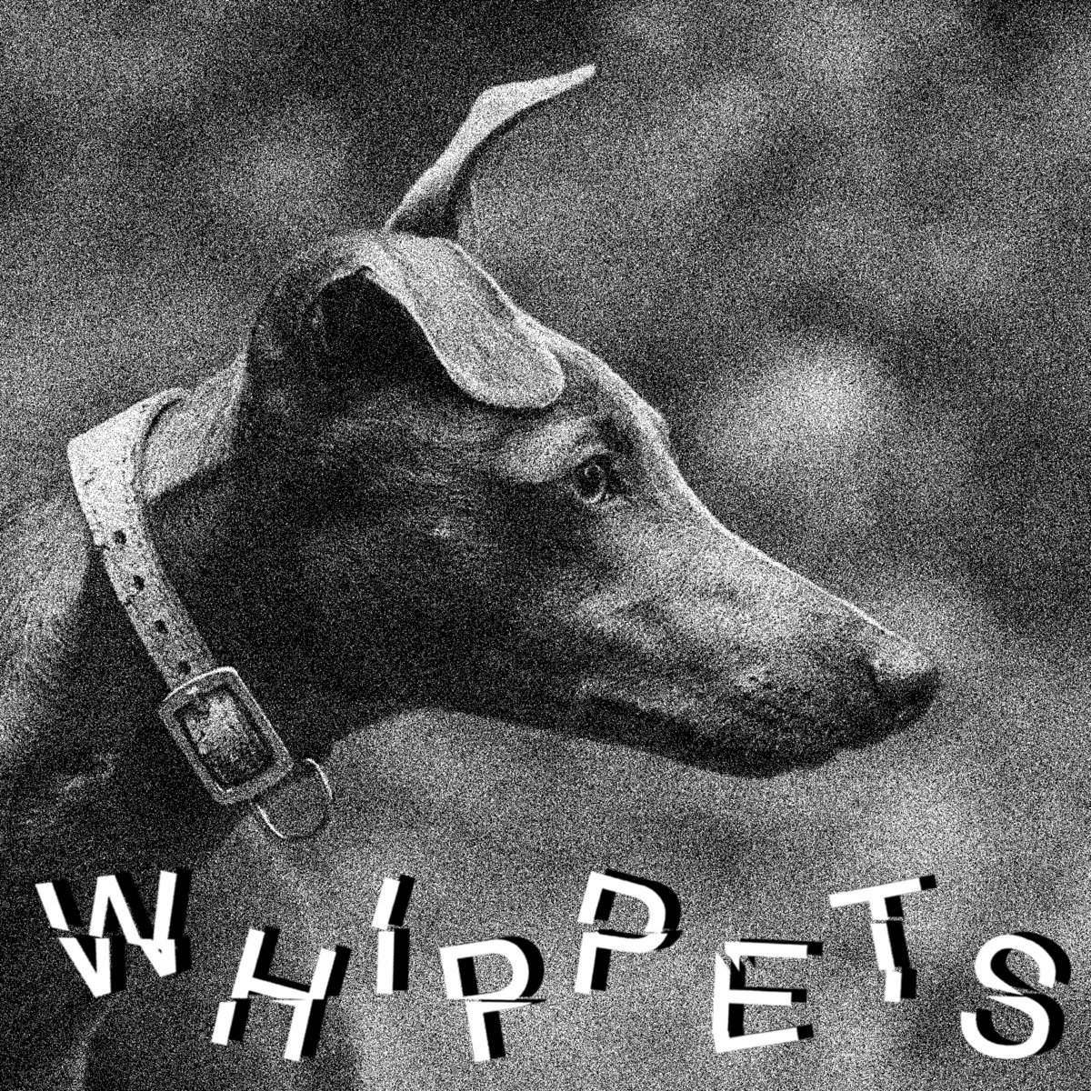 Whippets | Whippets