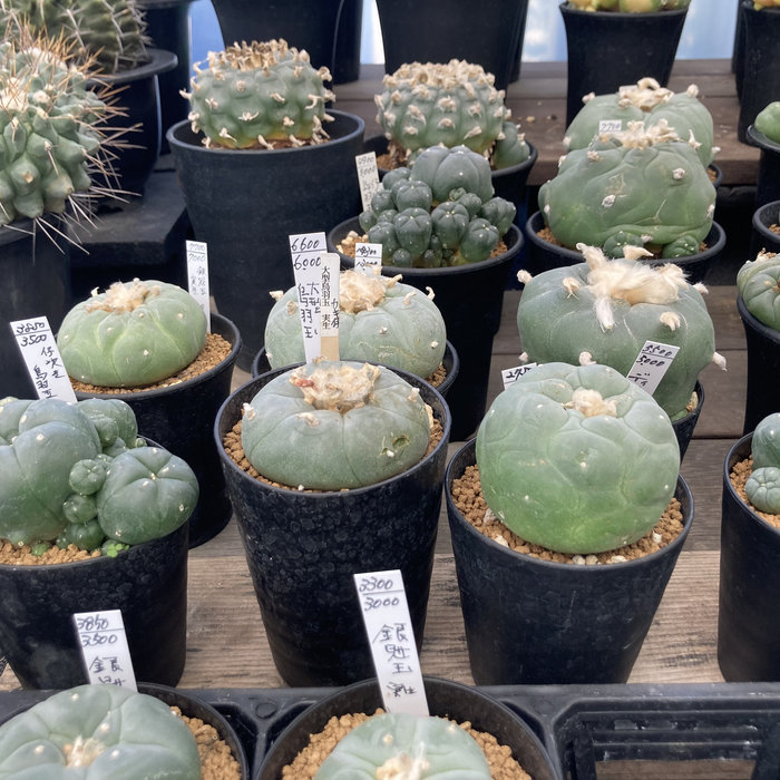 不死身のマギーズと死後の世界 | 不死身のマギーズ | Magia Records