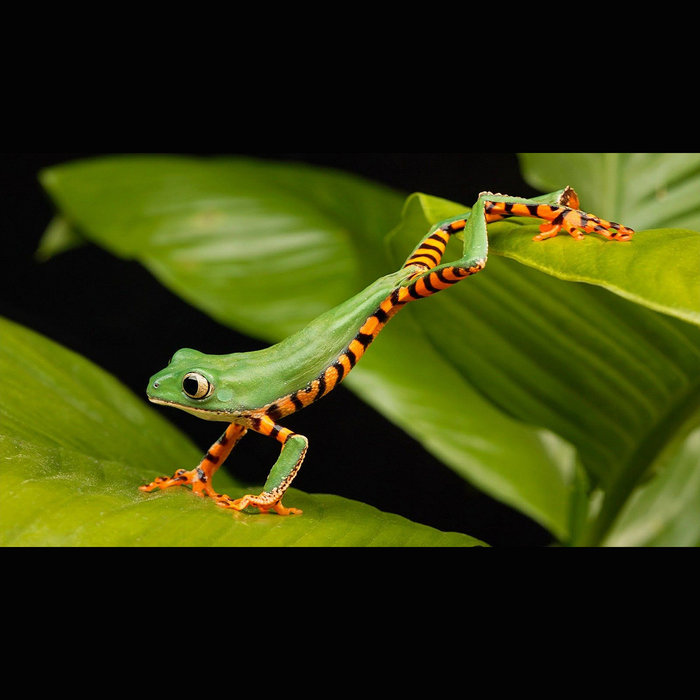 Phyllomedusa tomopterna | Forest of Frogs