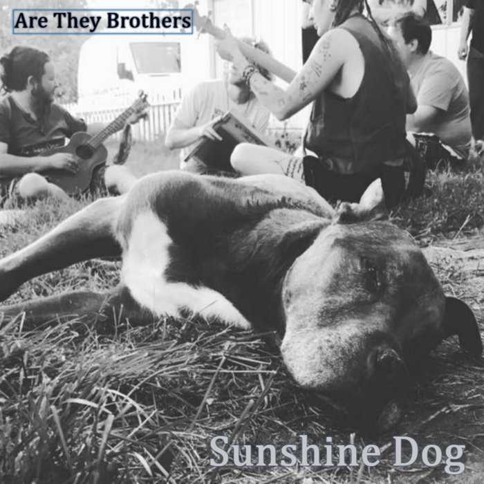 Sunshine Dog | Are They Brothers
