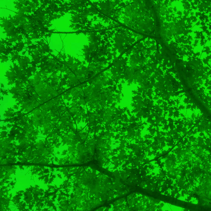 everything green jellybean | David Beardsley