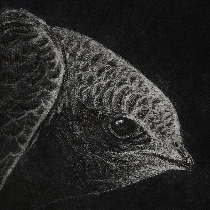 Four Years on the Wing | Oliver Barrett | Floating Limb