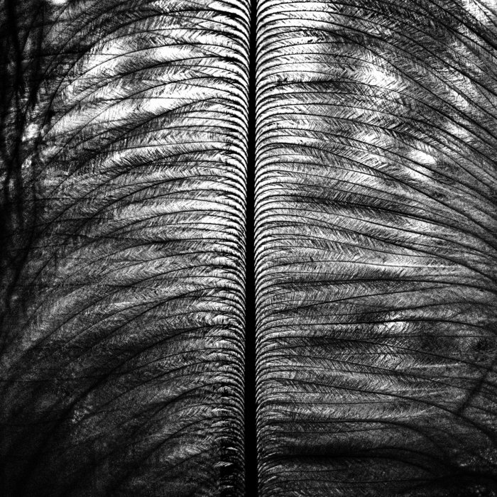 Vestige | Daniel Menche