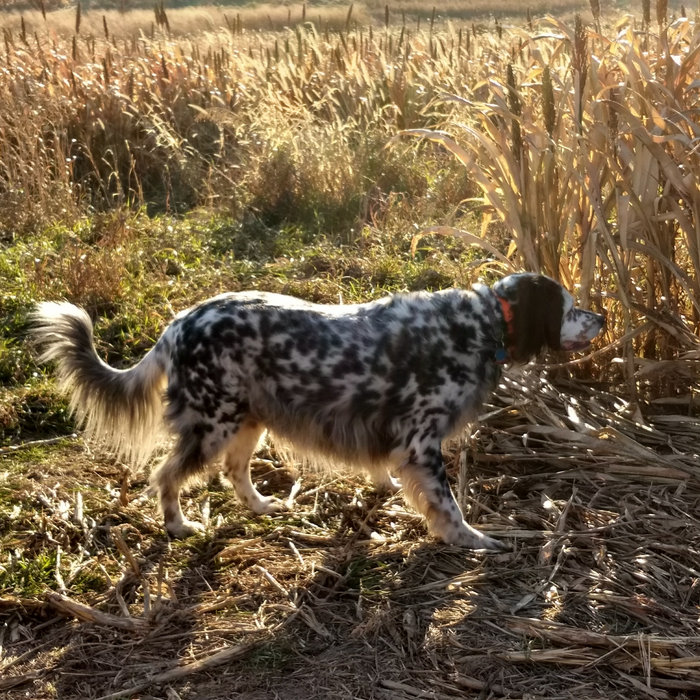 BMJ Practice | Roger Ennis